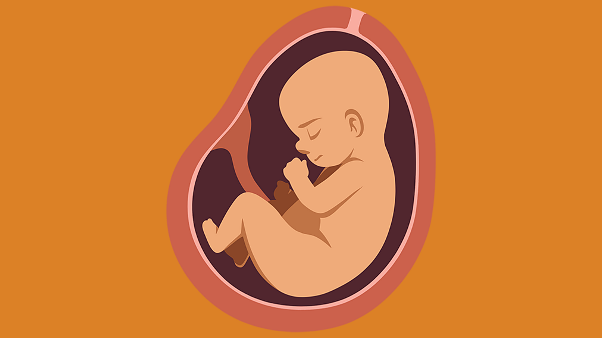 Changes in humans during their lifetime – KS2 Science curriculum - BBC ...