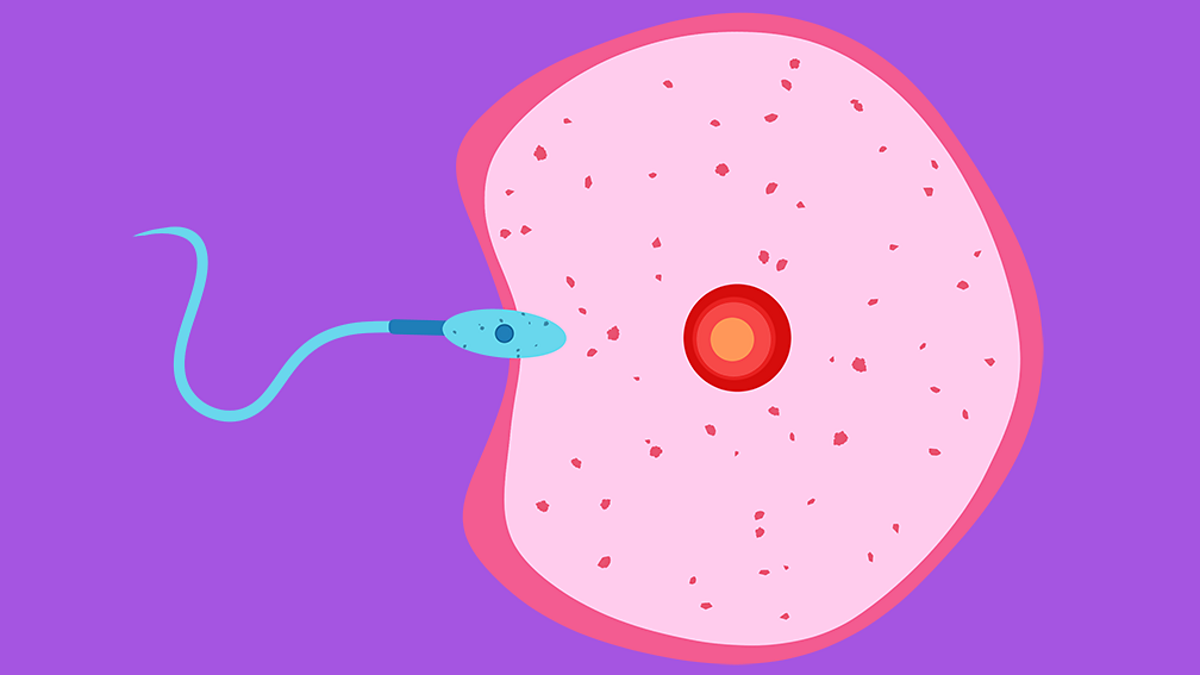 How do animals reproduce – KS2 Science curriculum - BBC Bitesize