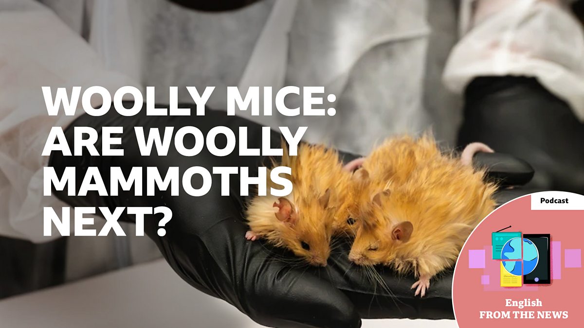 BBC Learning English - Learning English from the News / Woolly mice: Are woolly mammoths next?