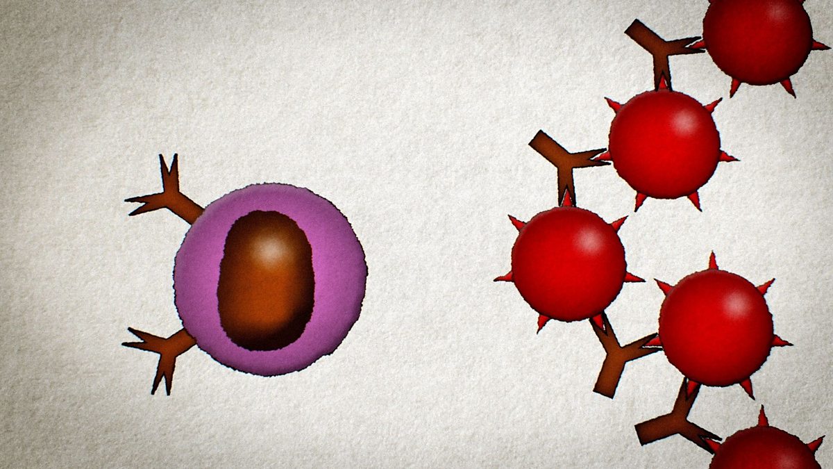 What are the body's defence mechanisms in GCSE Biology? - BBC Bitesize