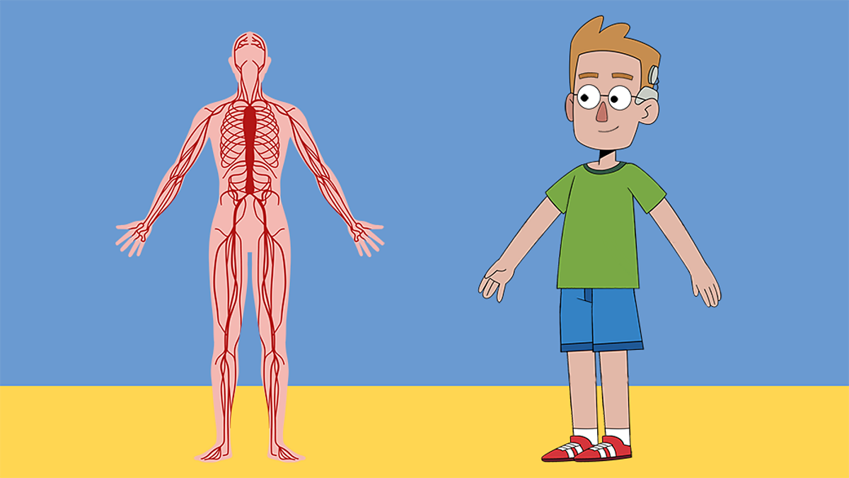 Transport of nutrients and water – KS2 Science curriculum - BBC Bitesize