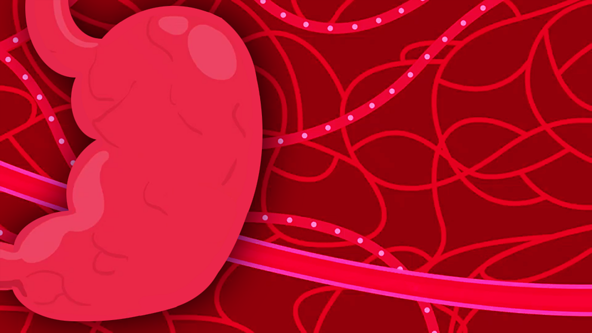 The circulatory system – KS2 Science curriculum - BBC Bitesize