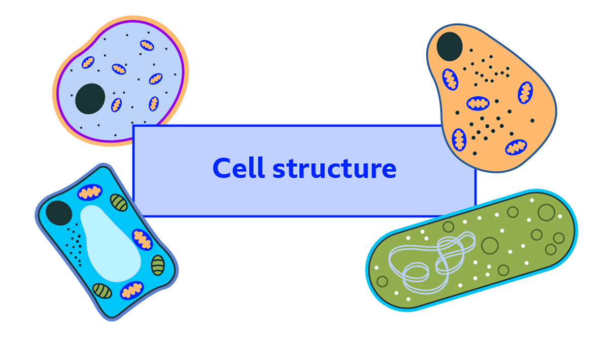 National 5 Biology questions - Cell structure - National 5 biology ...