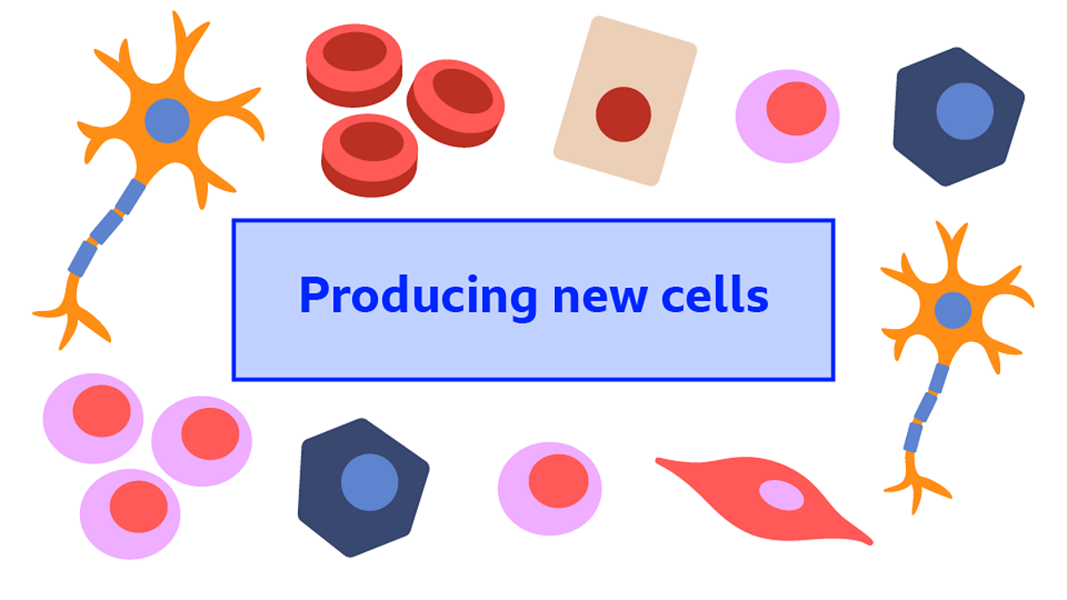 National 5 Biology questions - Producing new cells - National 5 biology ...