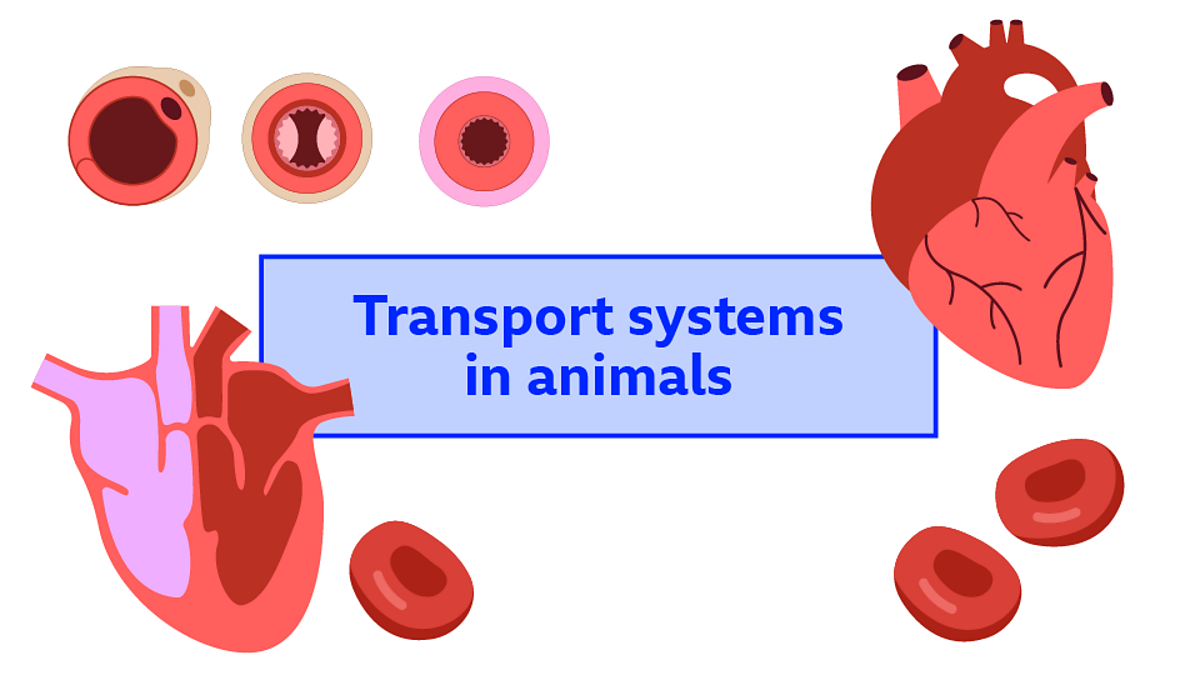 National 5 Biology questions - Transport systems in animals - National ...