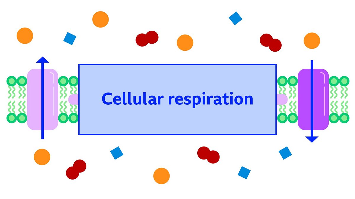 Higher Human Biology questions - Cellular respiration - Higher Human ...