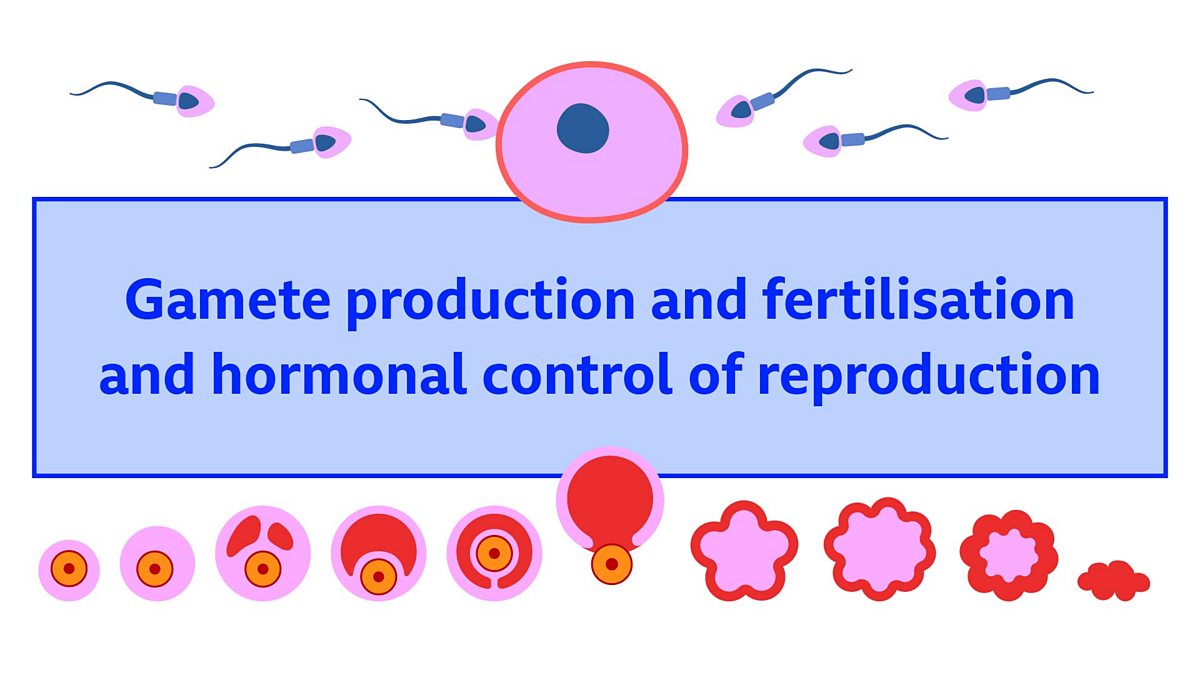 Higher Human Biology questions - Fertilisation and reproduction ...