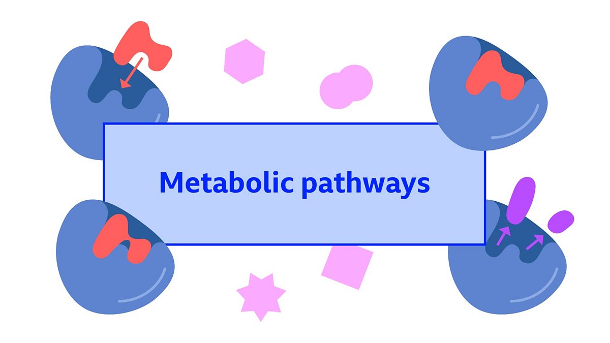 Higher Biology questions - Metabolic pathways - Higher biology revision ...