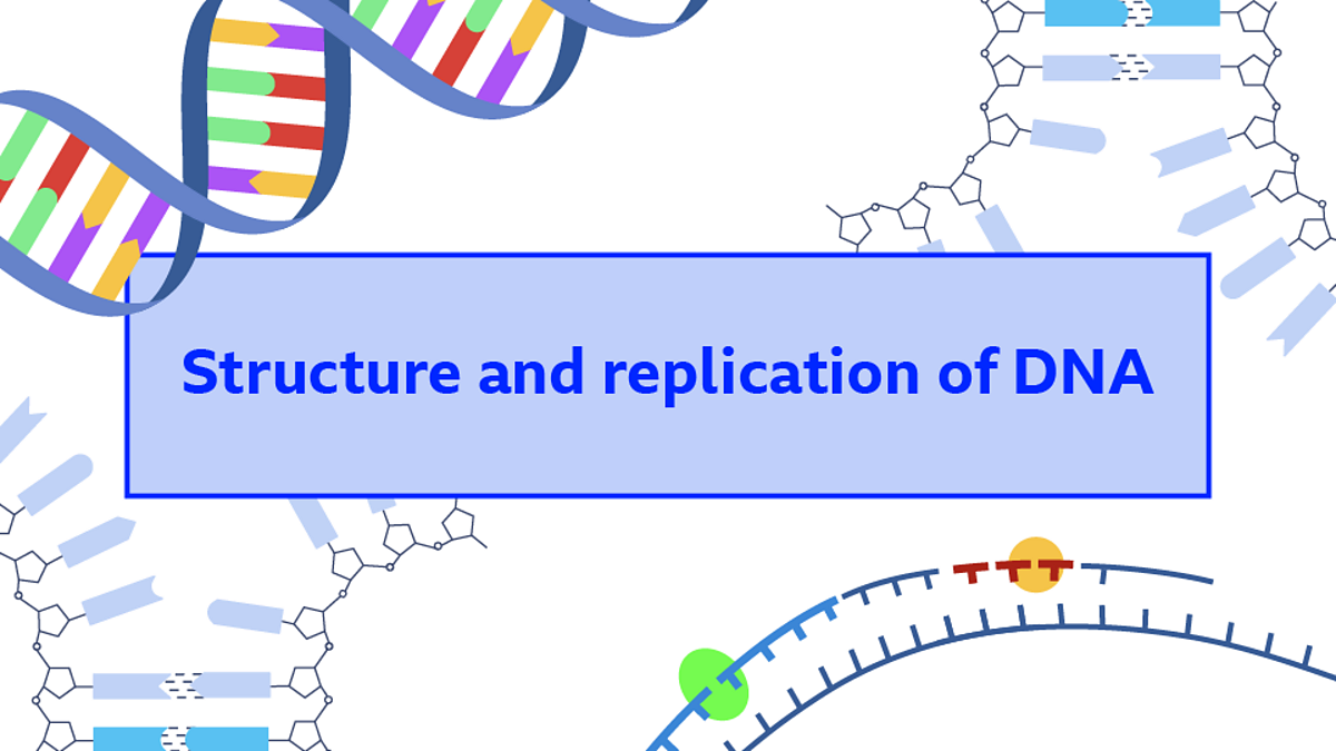 Higher Biology questions - Structure and replication of DNA - Higher ...