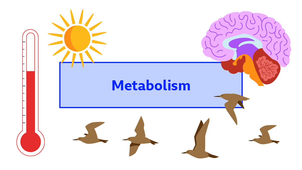 Higher Biology questions - Metabolism and adverse conditions - Higher ...