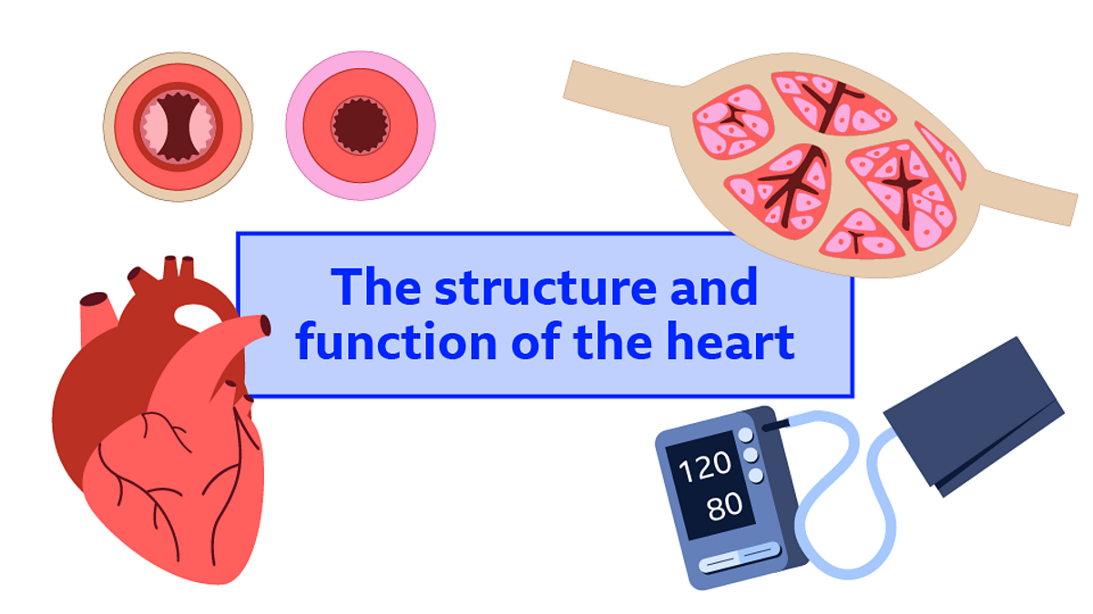 Higher Human Biology questions - The structure and function of arteries ...