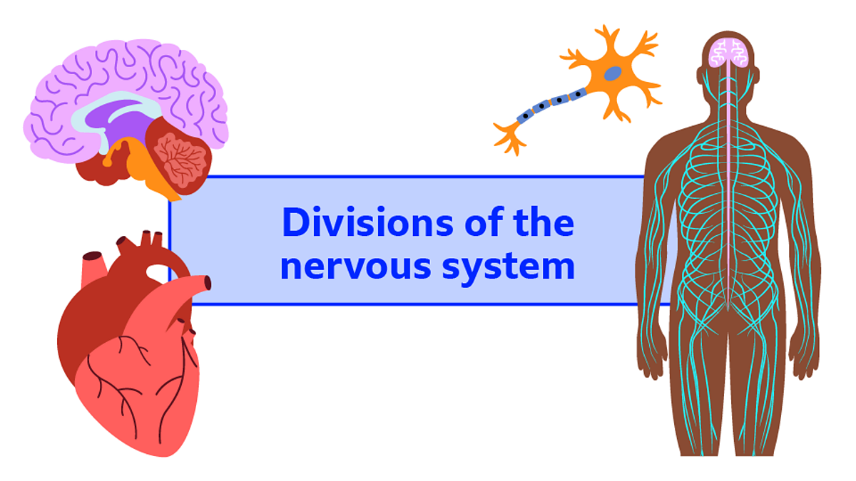 Higher Human Biology questions - Divisions of the nervous system ...