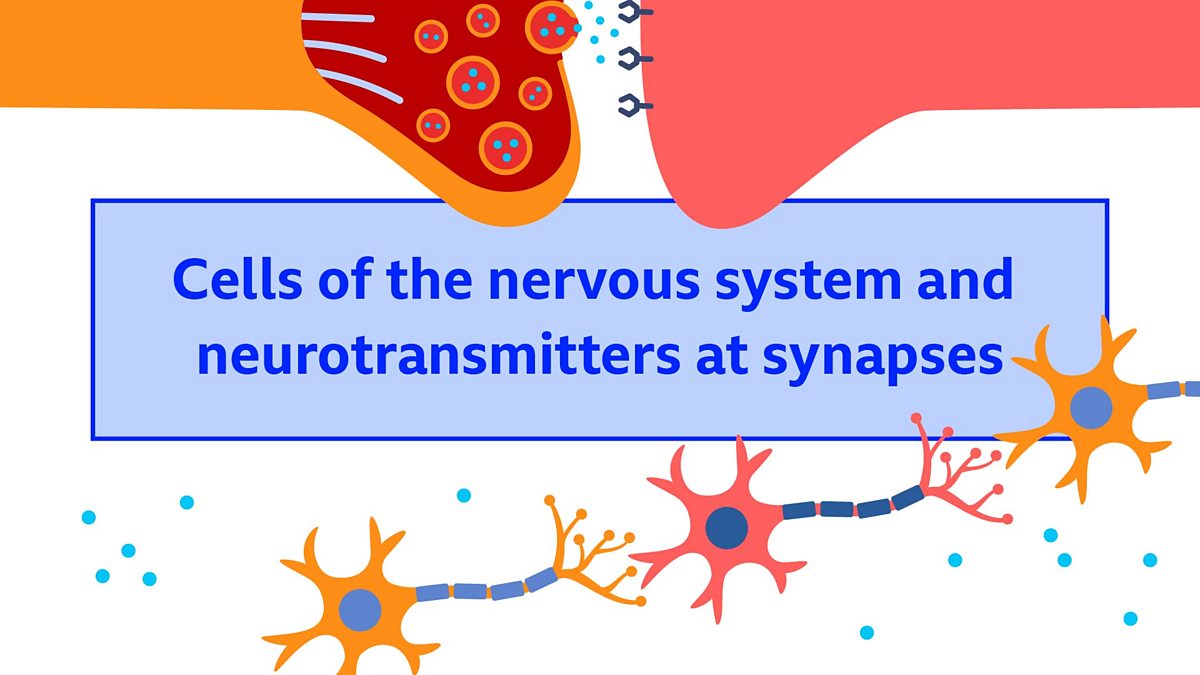 Higher Human Biology questions - The cells of the nervous system and ...