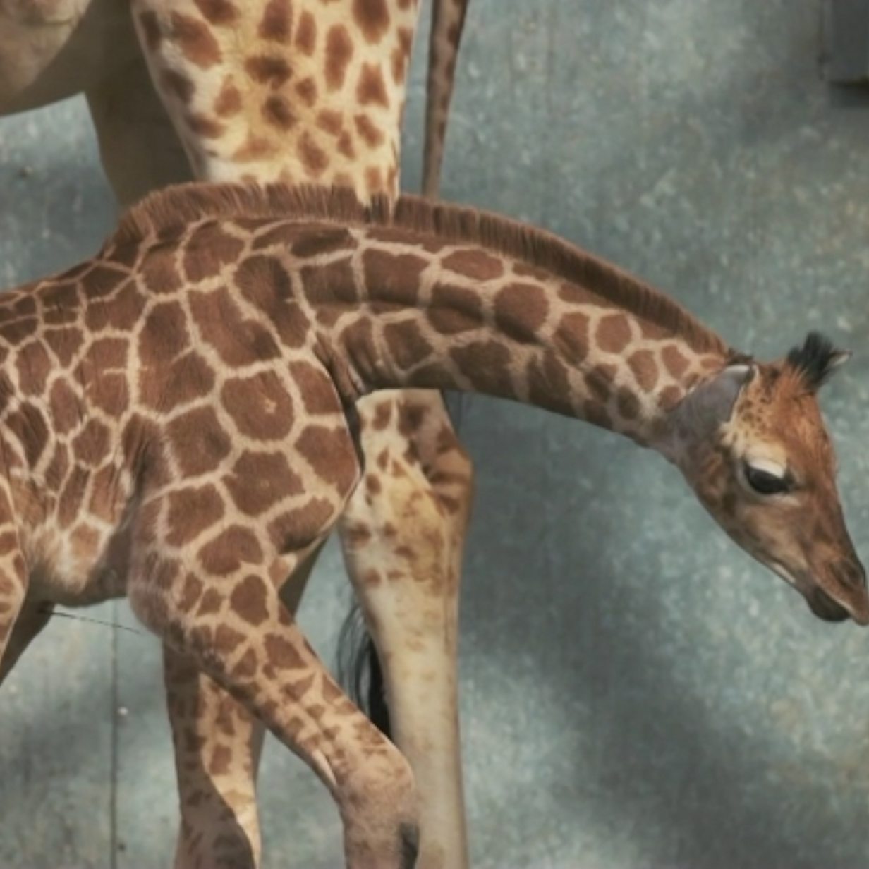 Baby Giraffe Bbc
