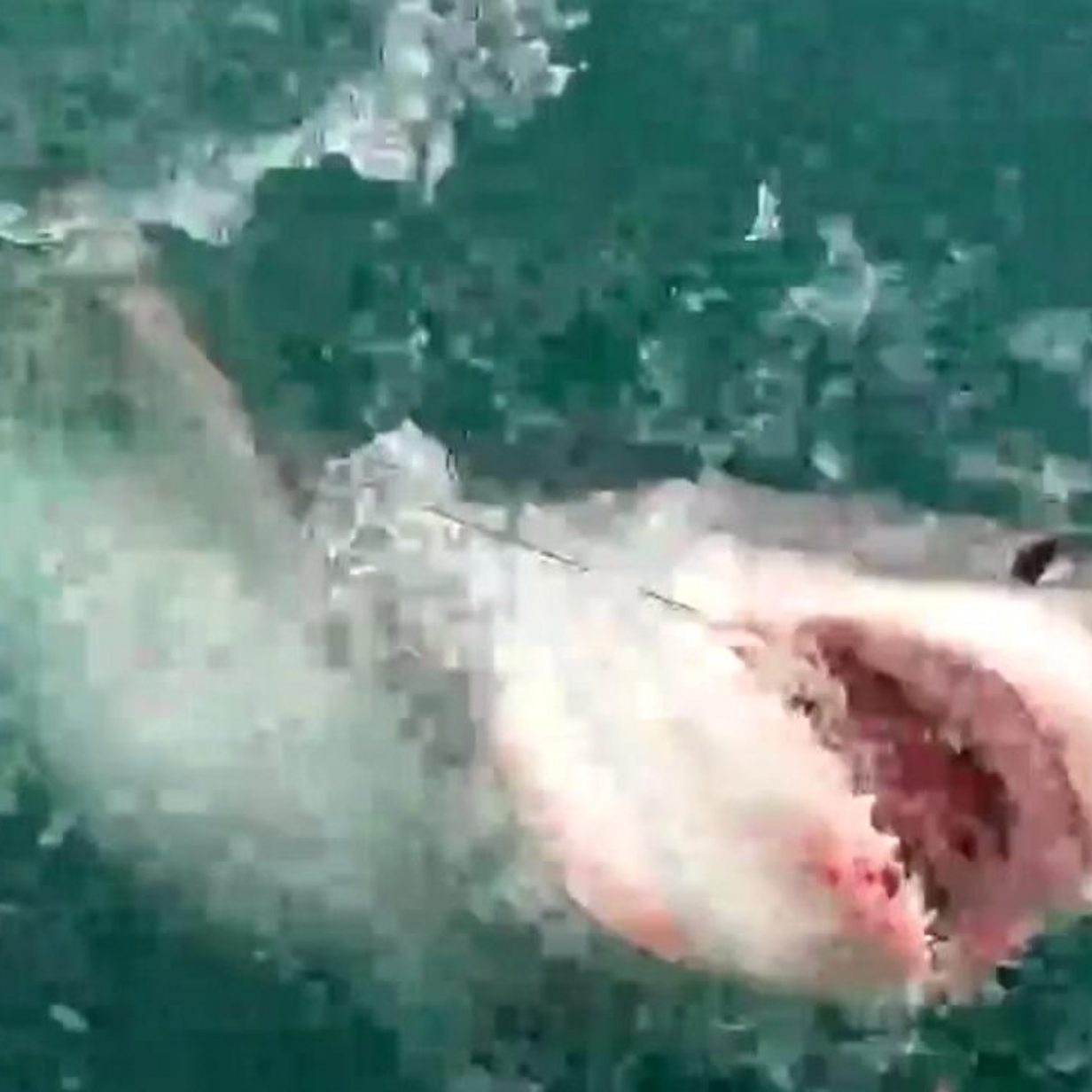 Great White Shark Jumping At A Helicopter During Training