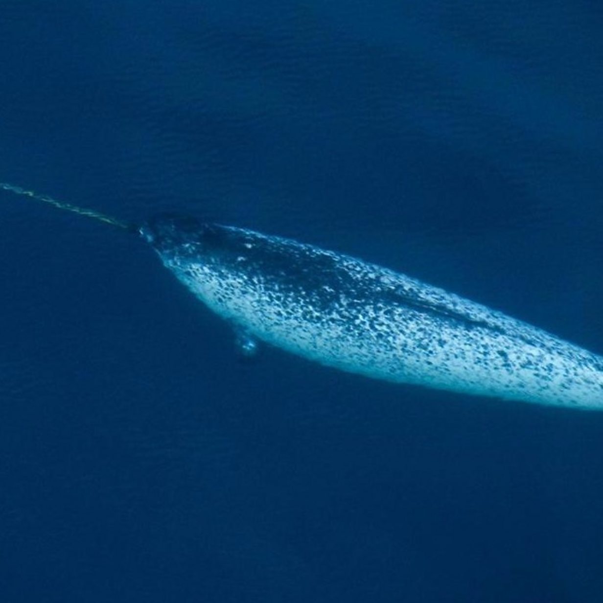 Narwhal Tusk Close Up