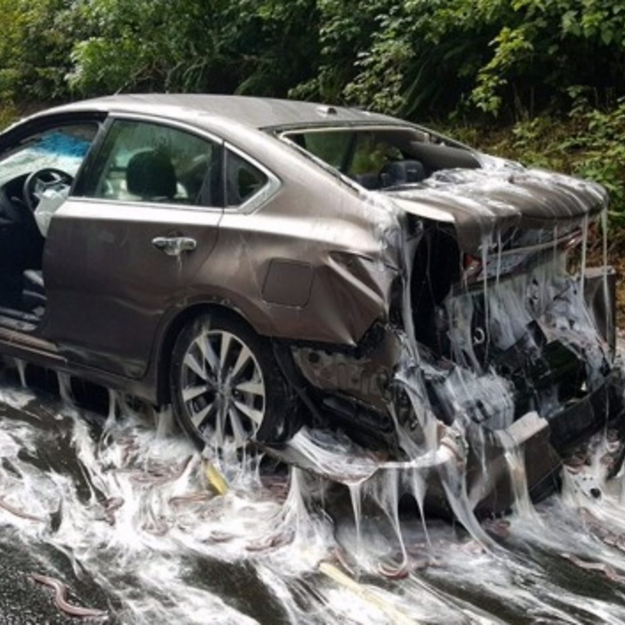 Hagfish Slime Uses Your Guide To The Practical Uses Of Hagfish Slime,