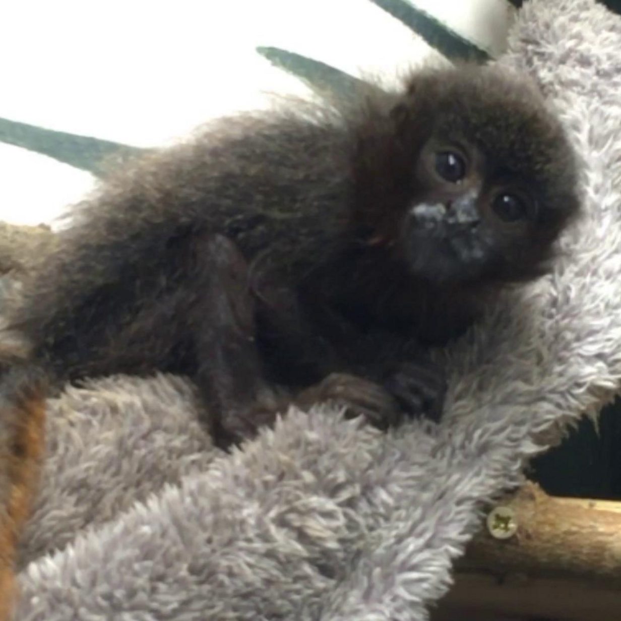 Finger Monkey In Uk
