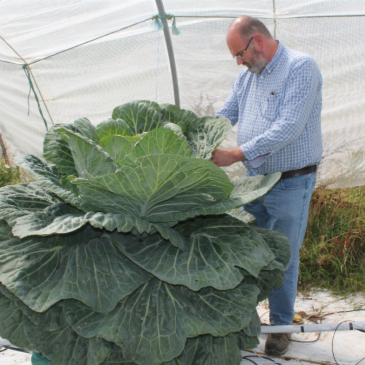 Biggest Cabbage In The World Giant Cabbage Hi Res Stock Photography