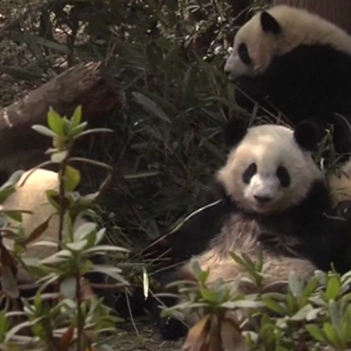 Wild Baby Pandas Rare Footage Captures Wild Mother And Cub Giant