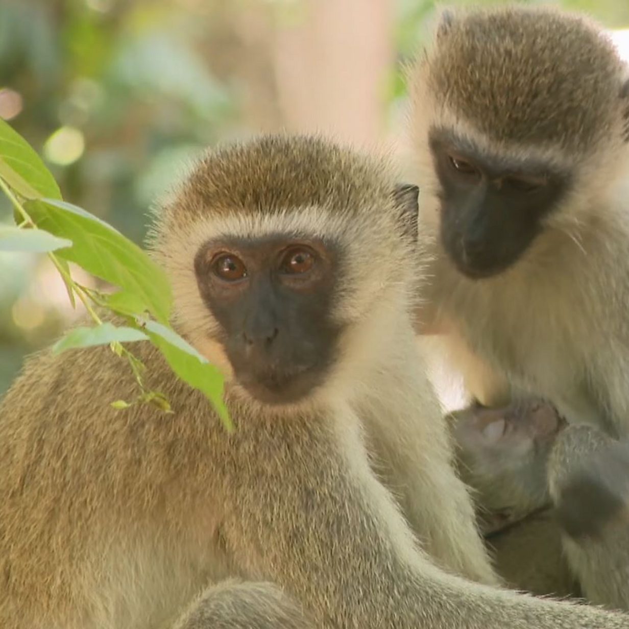 Types Of Monkeys In Kenya