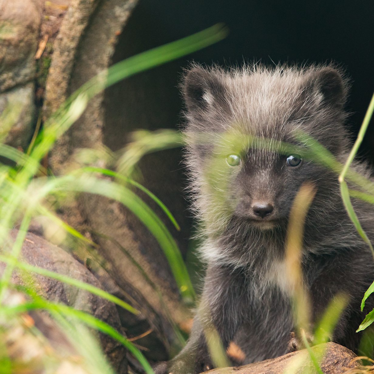 Black Baby Fox Cubs