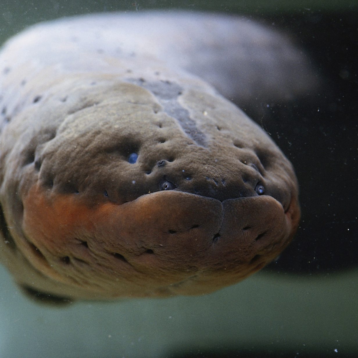 Electric Eel Teeth