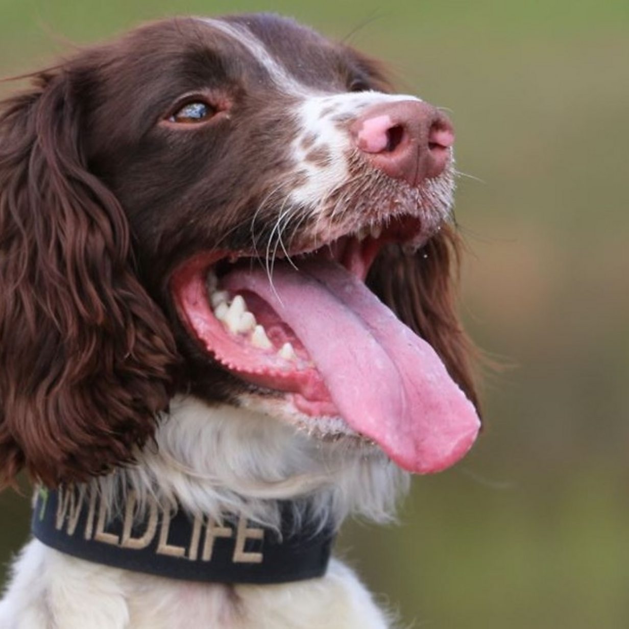 Does A English Springer Spaniel Need A Collar