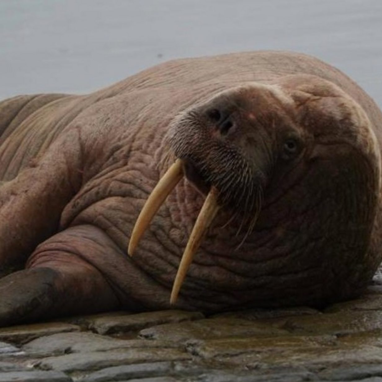 Walrus Hugging A Shark