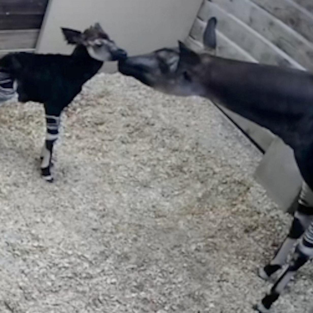 Baby Okapi