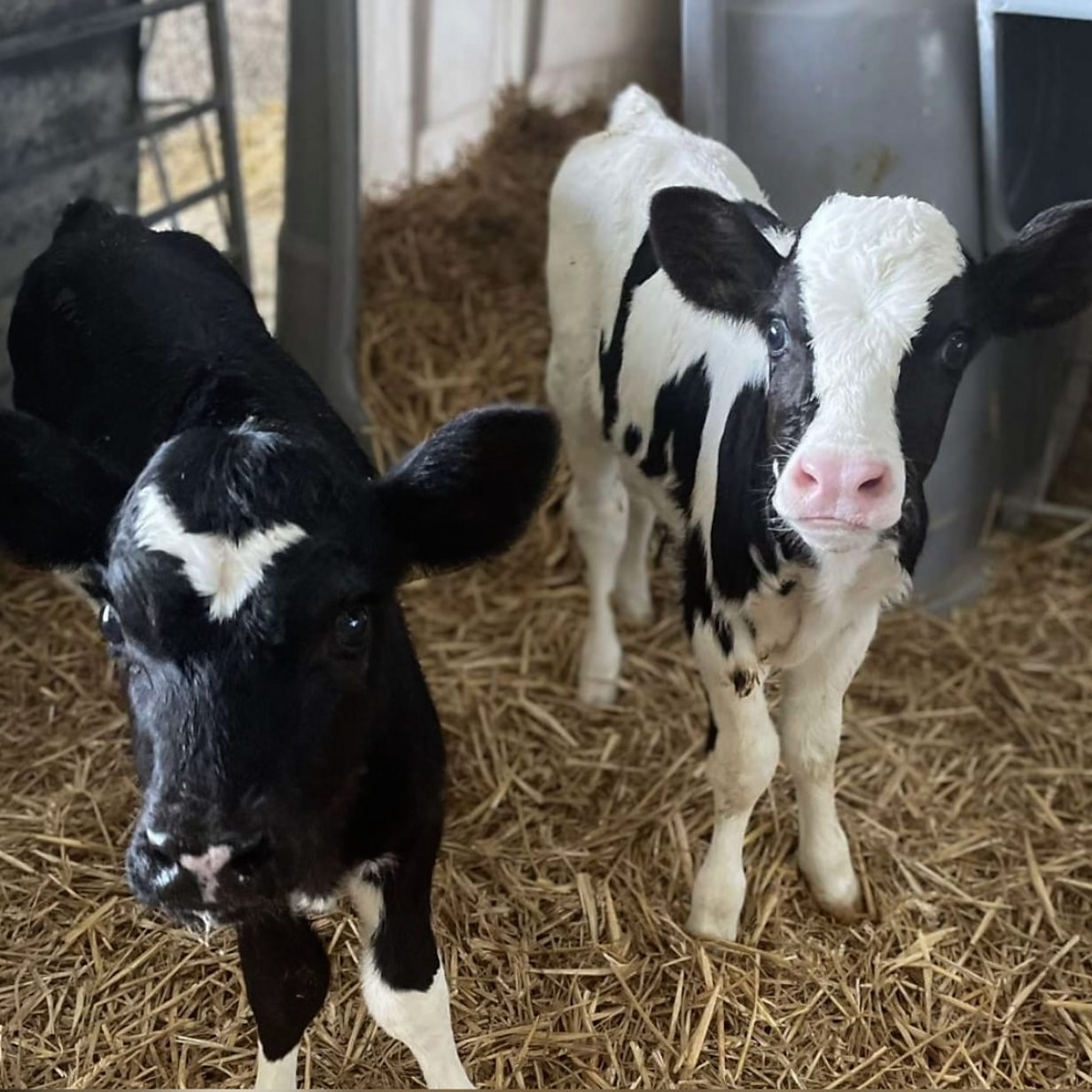 Cute Calves Cows Meet Hamish, The Nashville Zoo's Cute New Highland