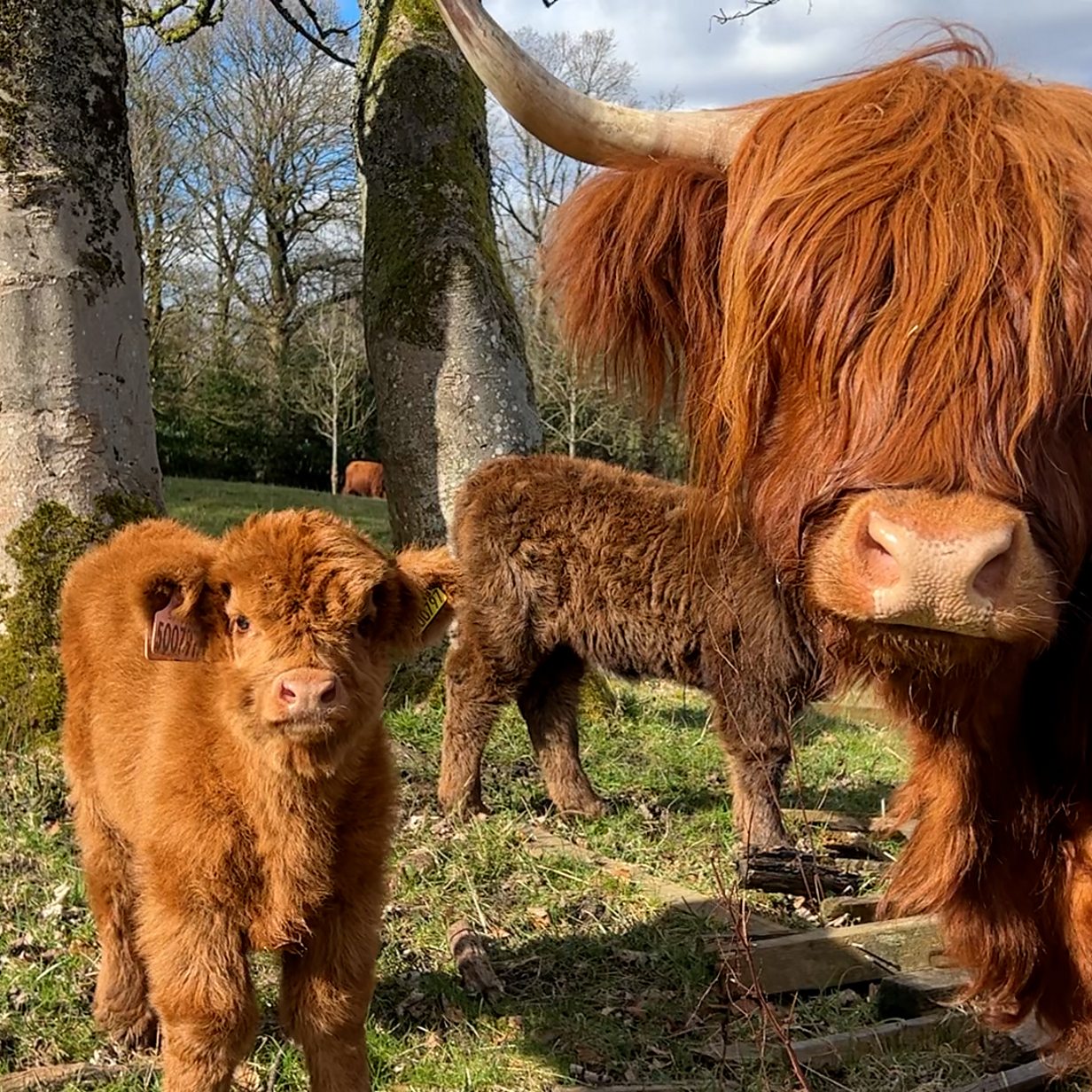 Baby Highland Cows Pollok Park