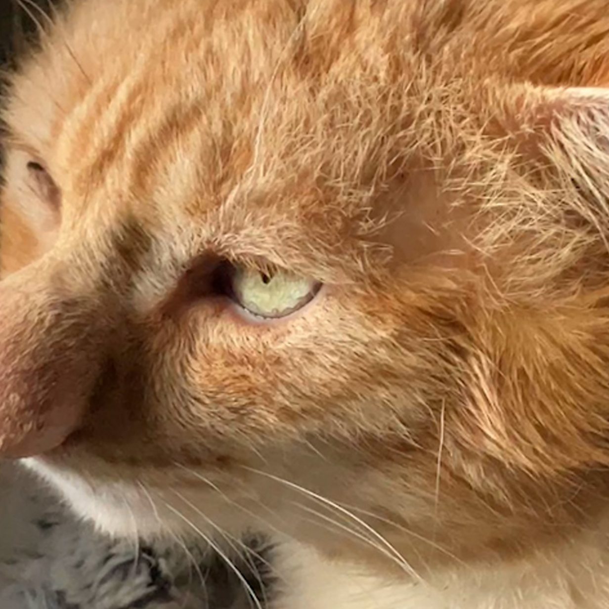 Cats With Big Noses