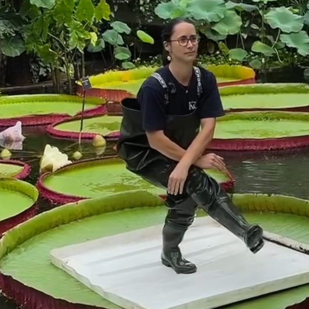 Giant Water Lily Kew Gardens
