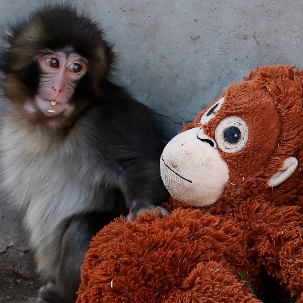 Monkeys Holding Hands Toy