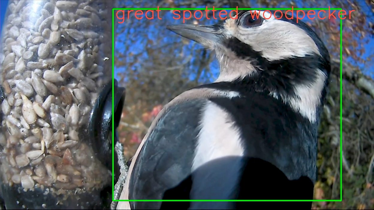 Using AI to Monitor Wildlife Cameras at Springwatch - BBC R&D