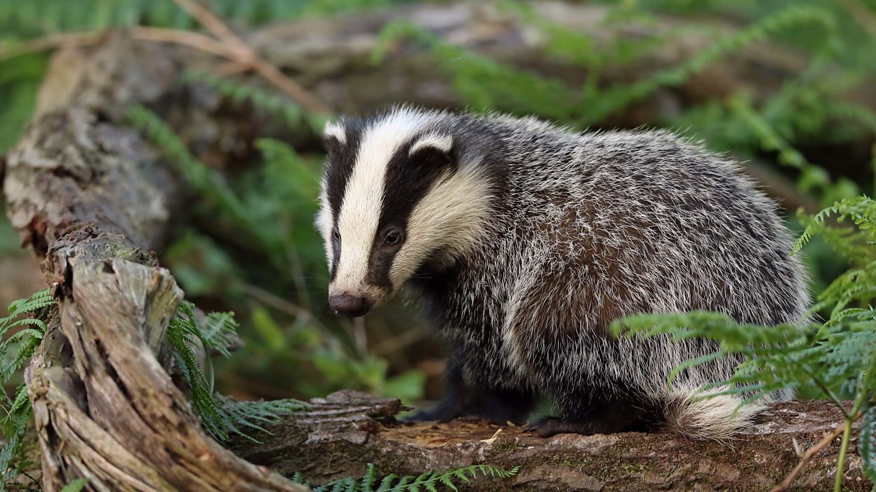 Springwatch 2019 - Springwatch 2019 - BBC