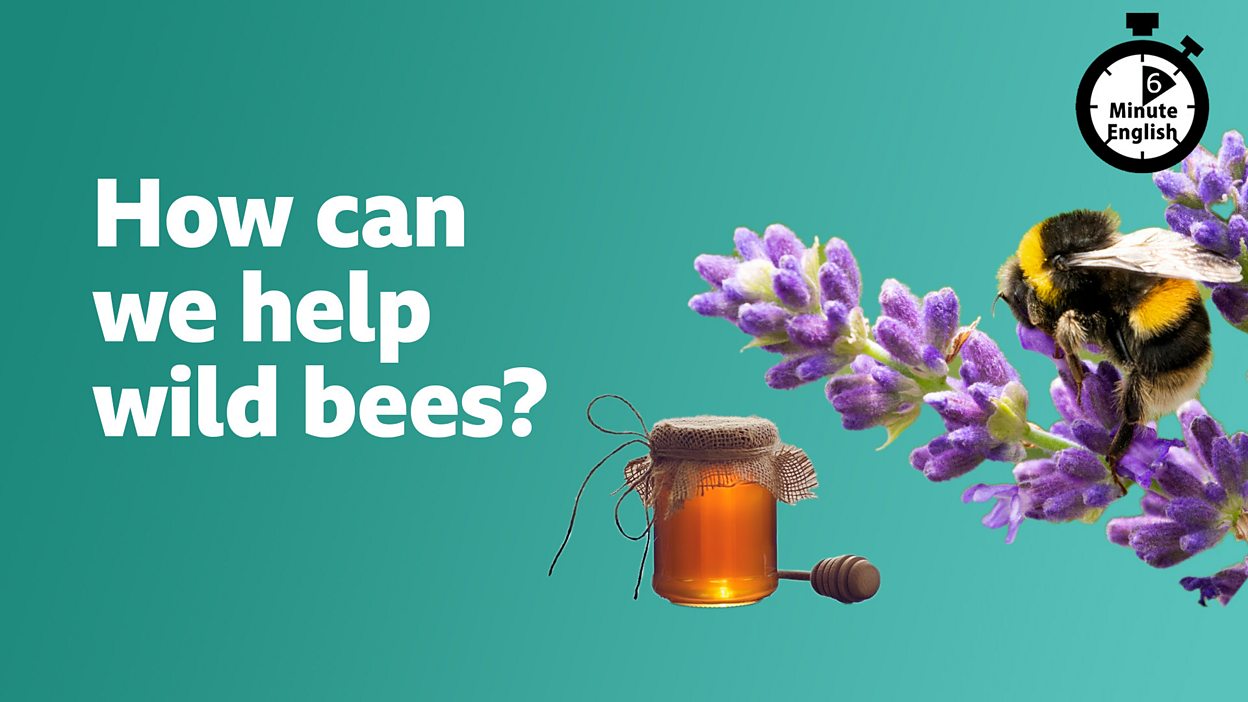 BBC Learning English - 6 Minute English