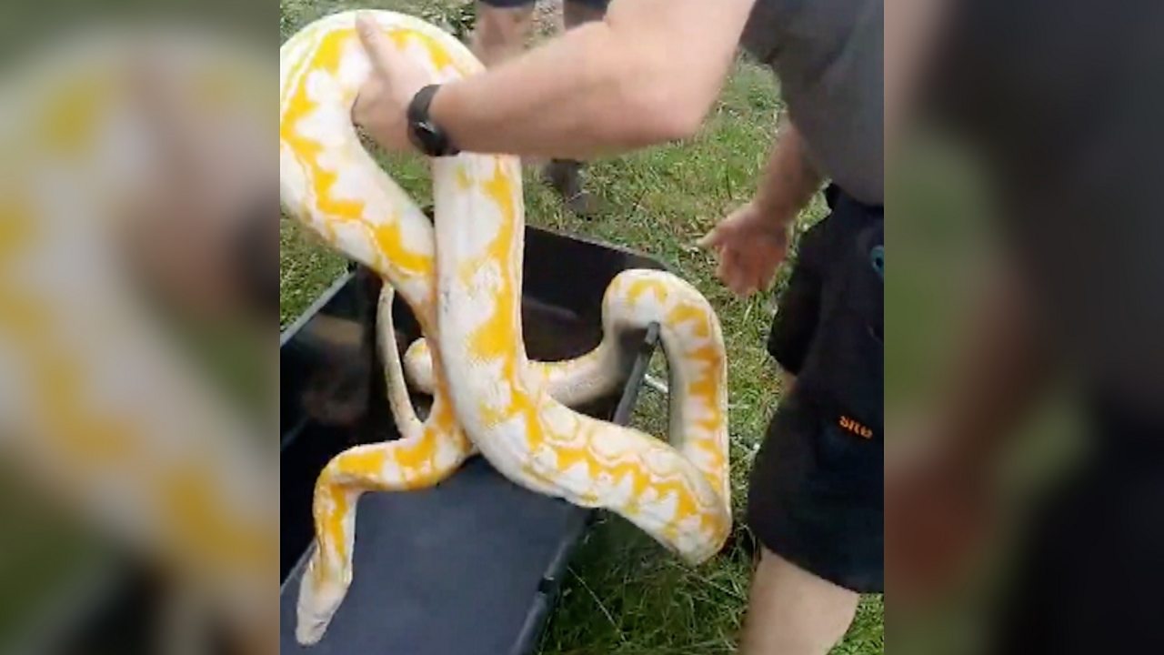 reticulated python rehome
