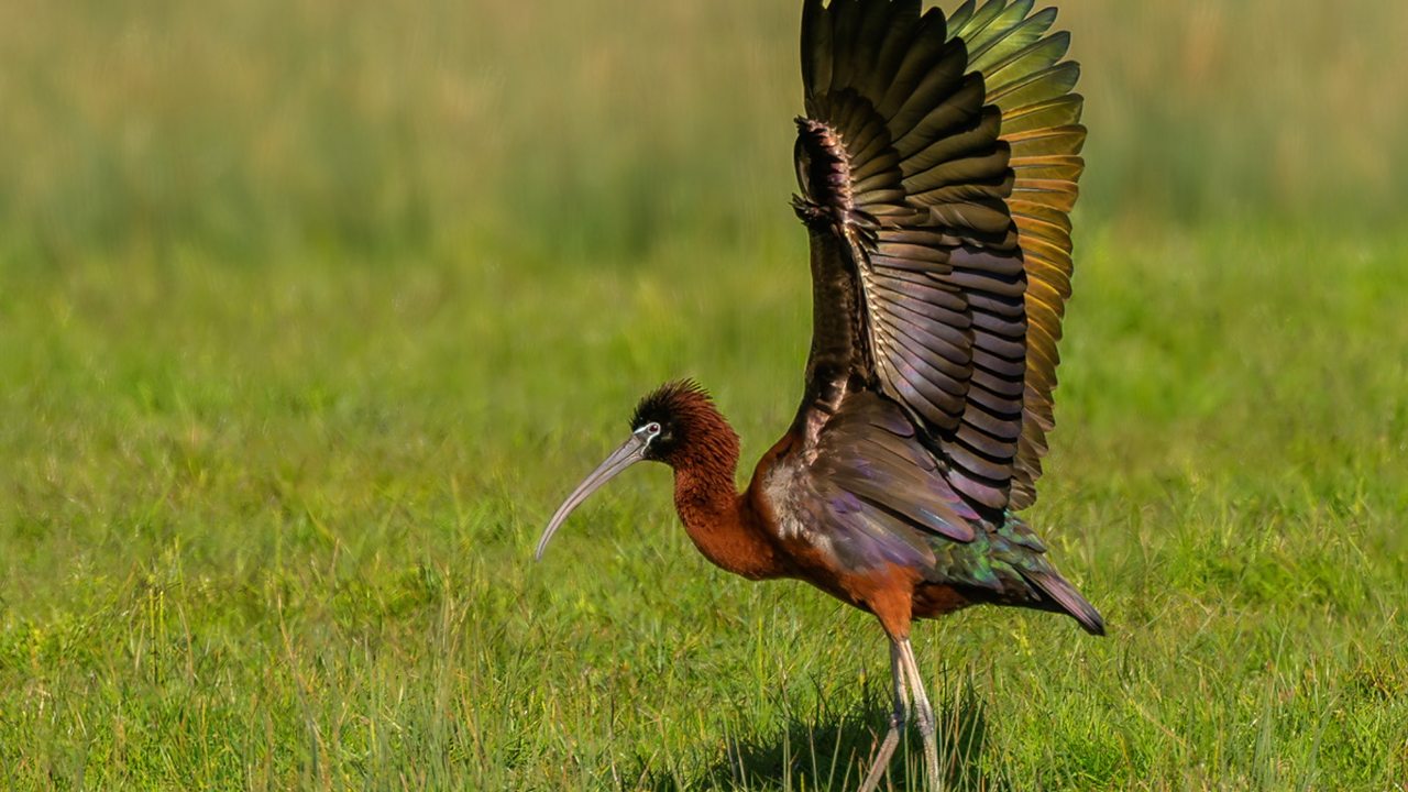 glossy ibis minsmere