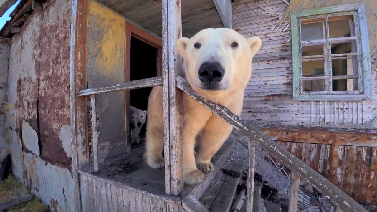 bears without fur