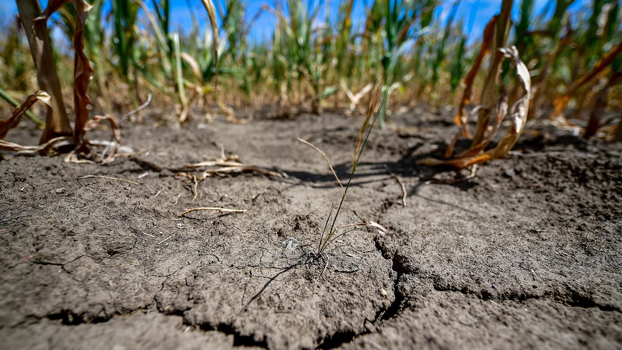 BBC Sounds - The Understory: Life in the soil - Available Episodes