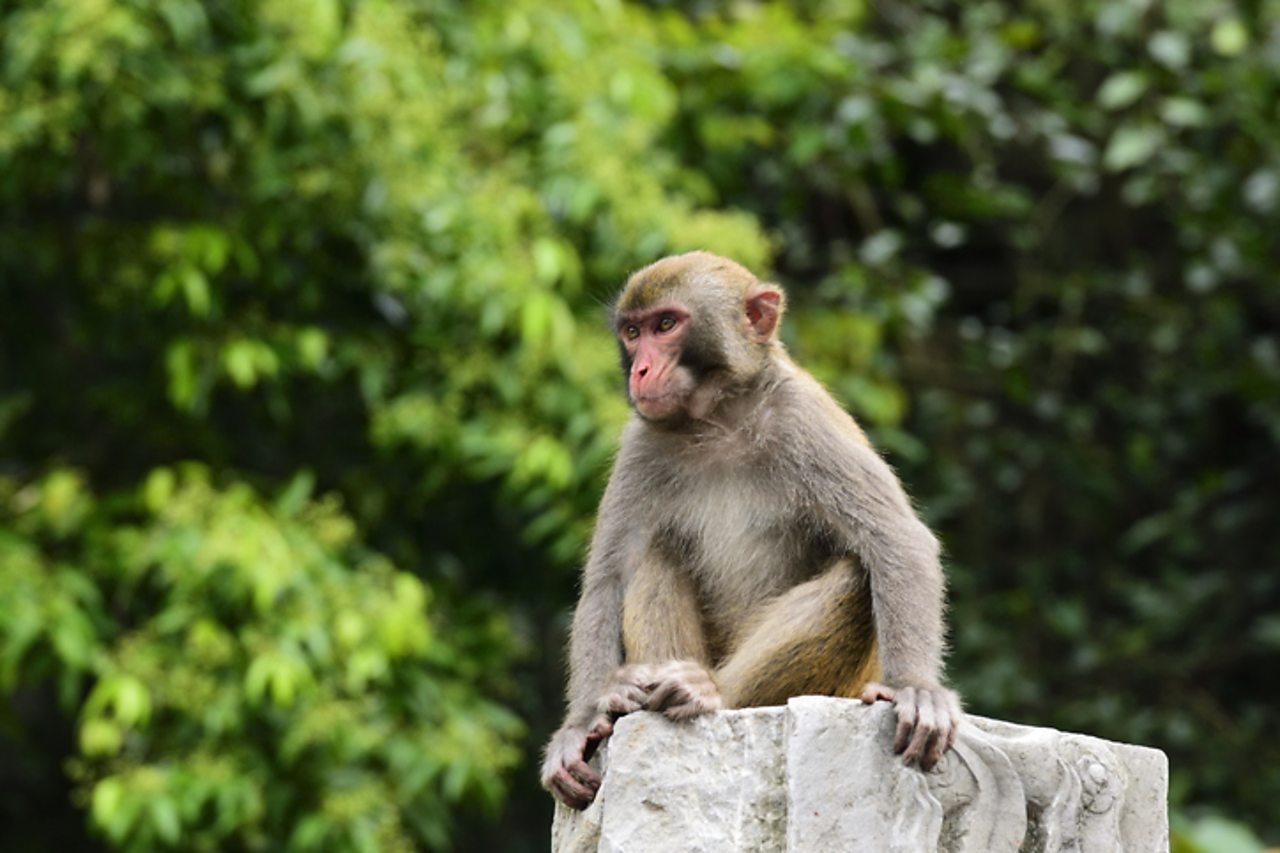 Pets and animals - BBC Bitesize