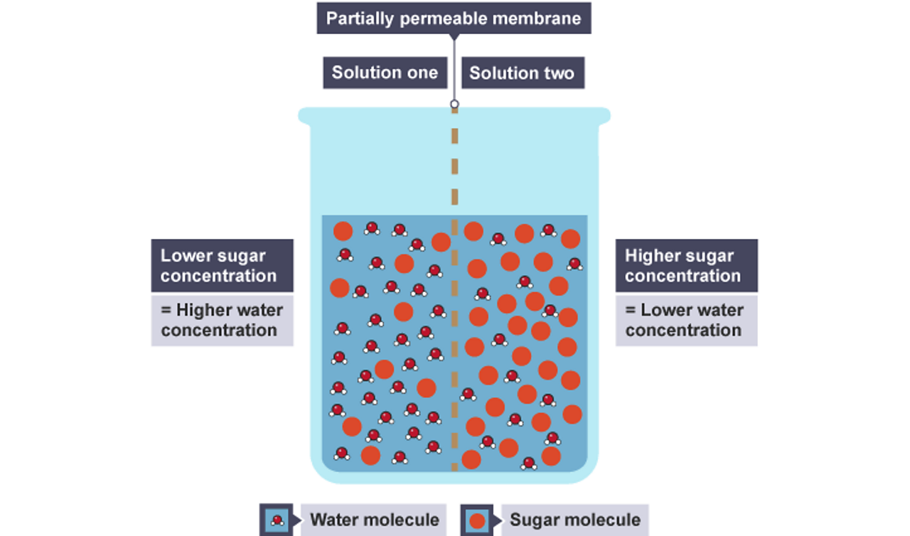 What Is Diffusion BBC Bitesize