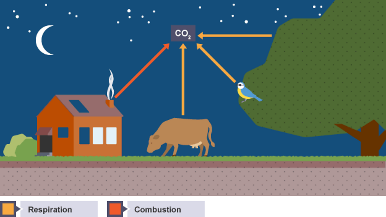 What Can We Learn From Fossils Bbc Bitesize