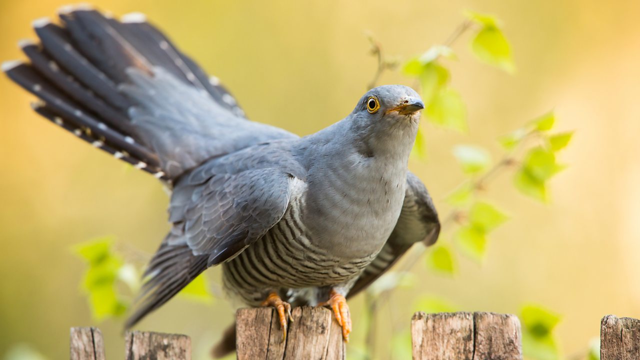 Frederick Delius - BBC Archive