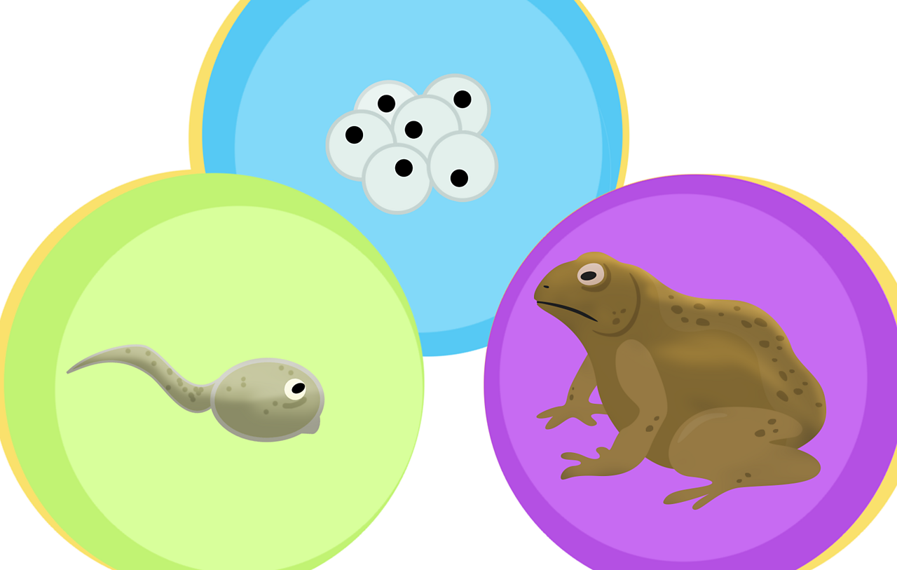 Explanation texts - English - Learning with BBC Bitesize - BBC Bitesize