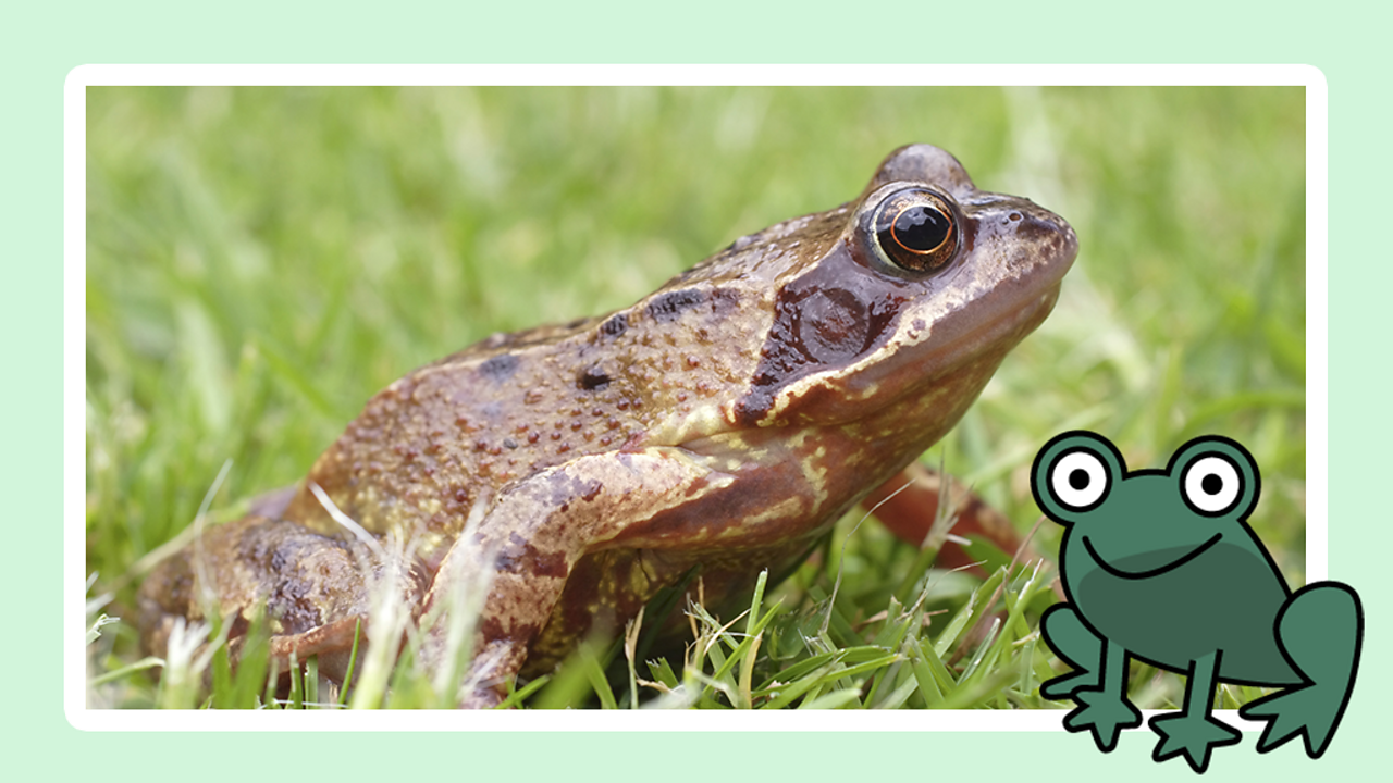 What living things can I find near me? - KS1 - The Regenerators - BBC ...