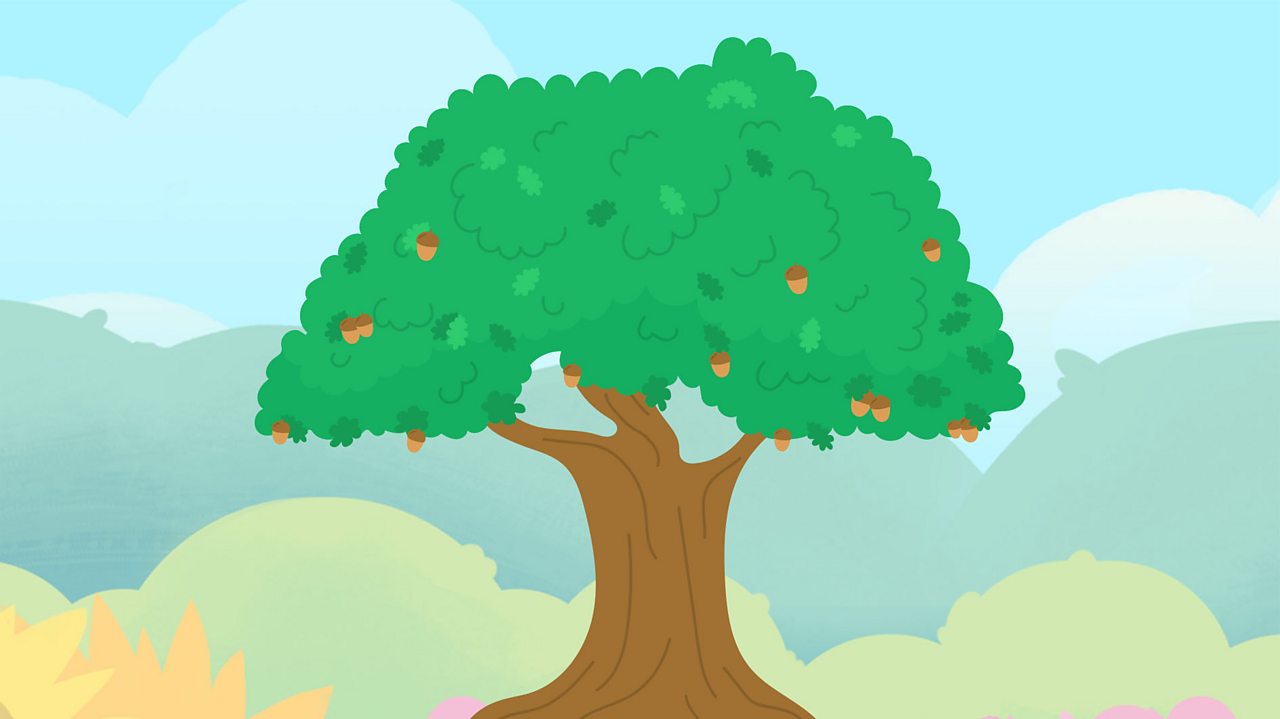 Wild and garden plants - BBC Bitesize