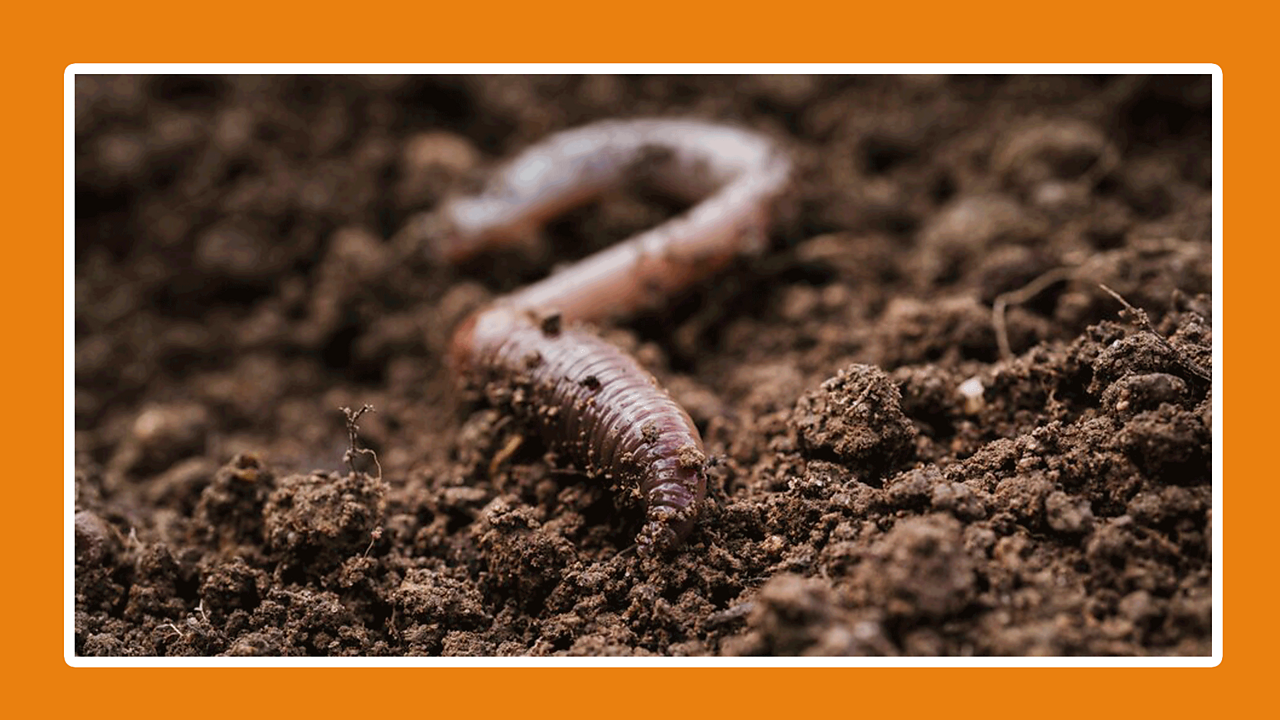 Why is soil important? - KS2 - The Regenerators - BBC Bitesize